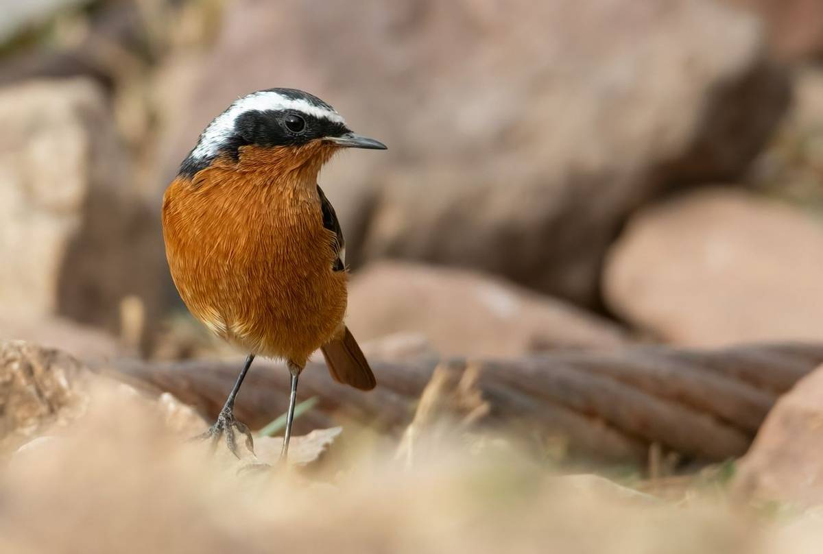 15 Days Birding Tour In Morocco - Morocco Expedition